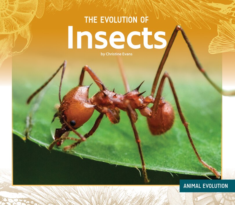 The Evolution of Insects | Indigo