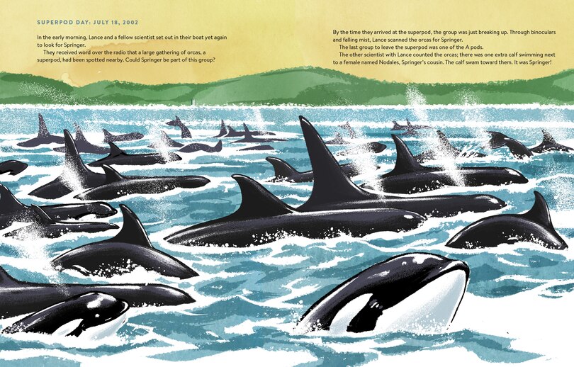 The Spirit Of Springer: The Real-life Rescue Of An Orphaned Orca (whale ...