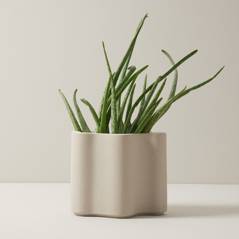 Irregular Shaped Planter - Small